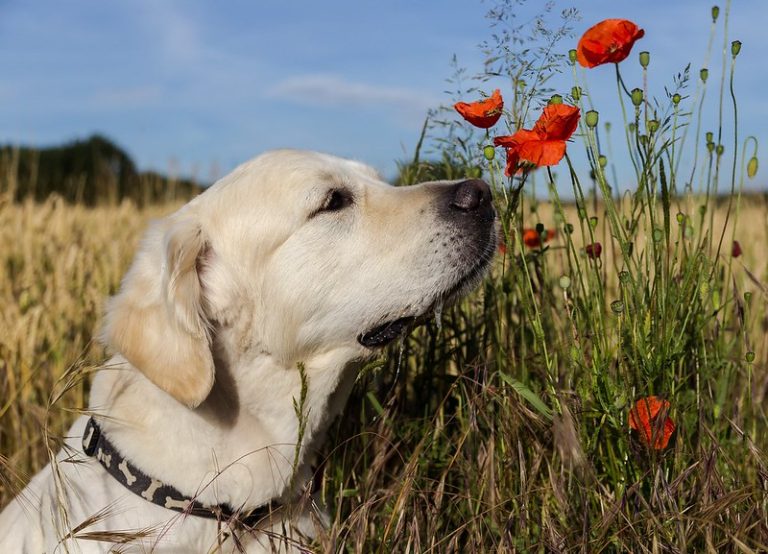 Waarom Honden aan je Kruis Ruiken | Honden Informatie